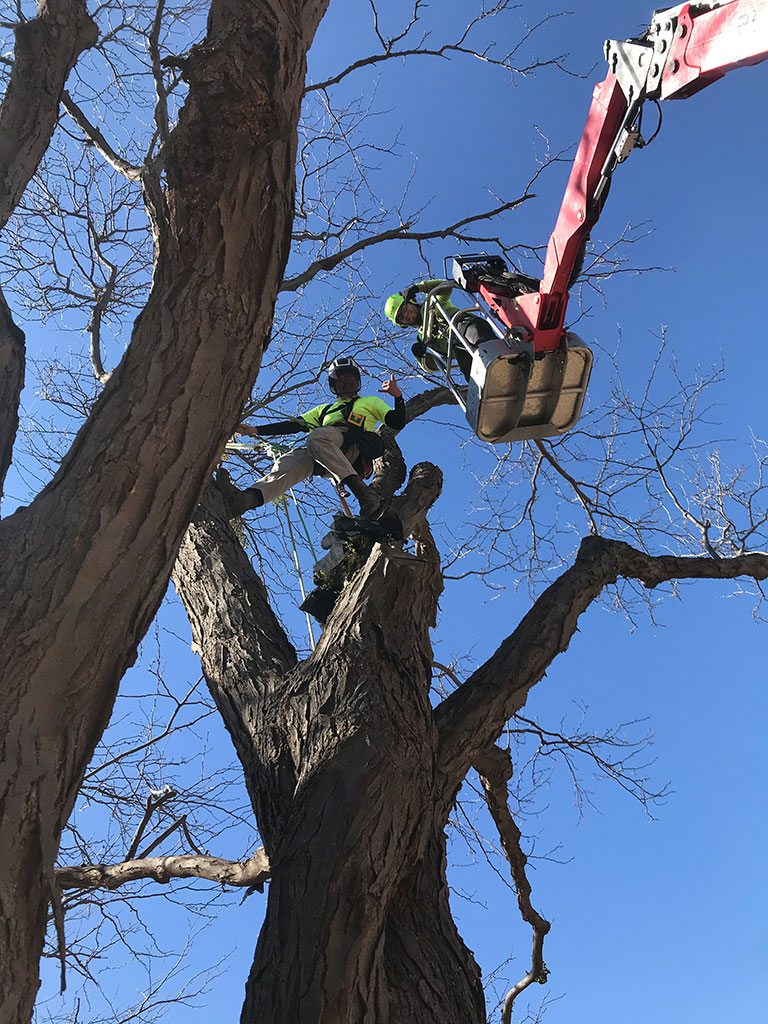 Tree Trimming & Tree Pruning in Lubbock, TX - Hildebrandt Tree Tech
