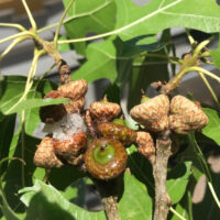 Drippy Nut Disease And Obscure Scale Affecting Texas Trees