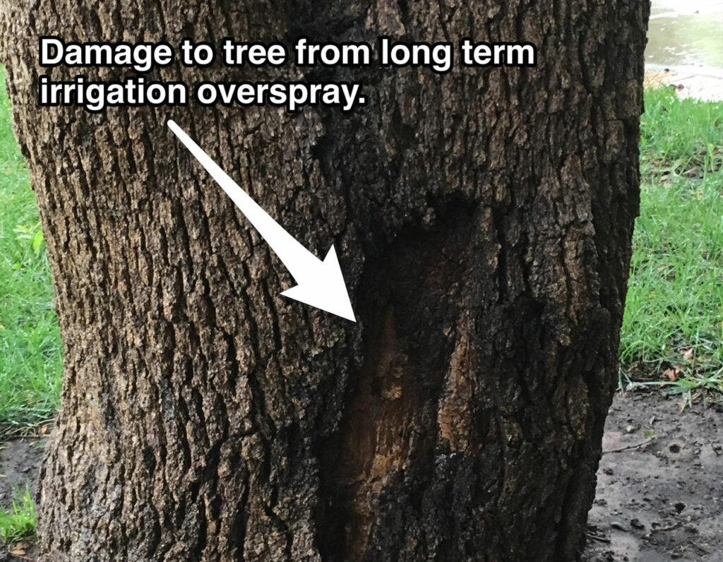 The Essential Fall Tree Care Checklist - SavATree & Hildebrandt Tree Tech