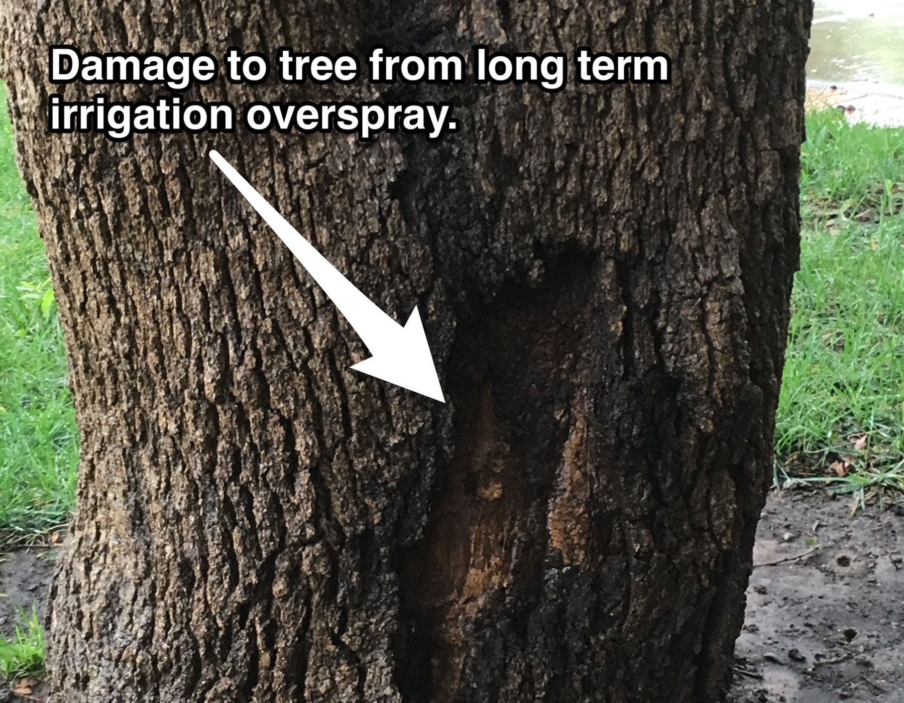 The Essential Fall Tree Care Checklist - Hildebrandt Tree Tech