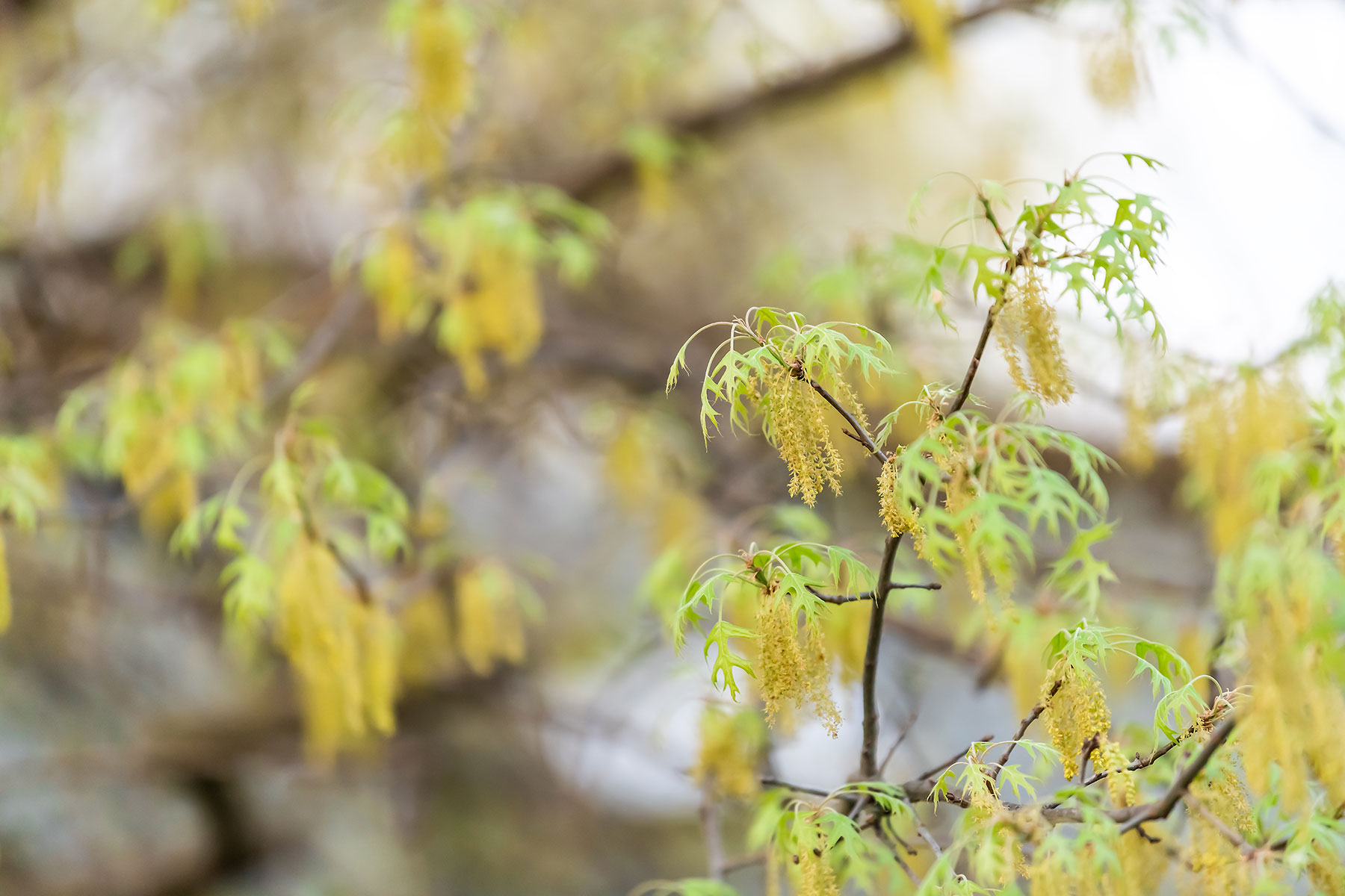 Exploring Acorn Reduction Sprays on Oak Trees: Pros and Cons - SavATree ...