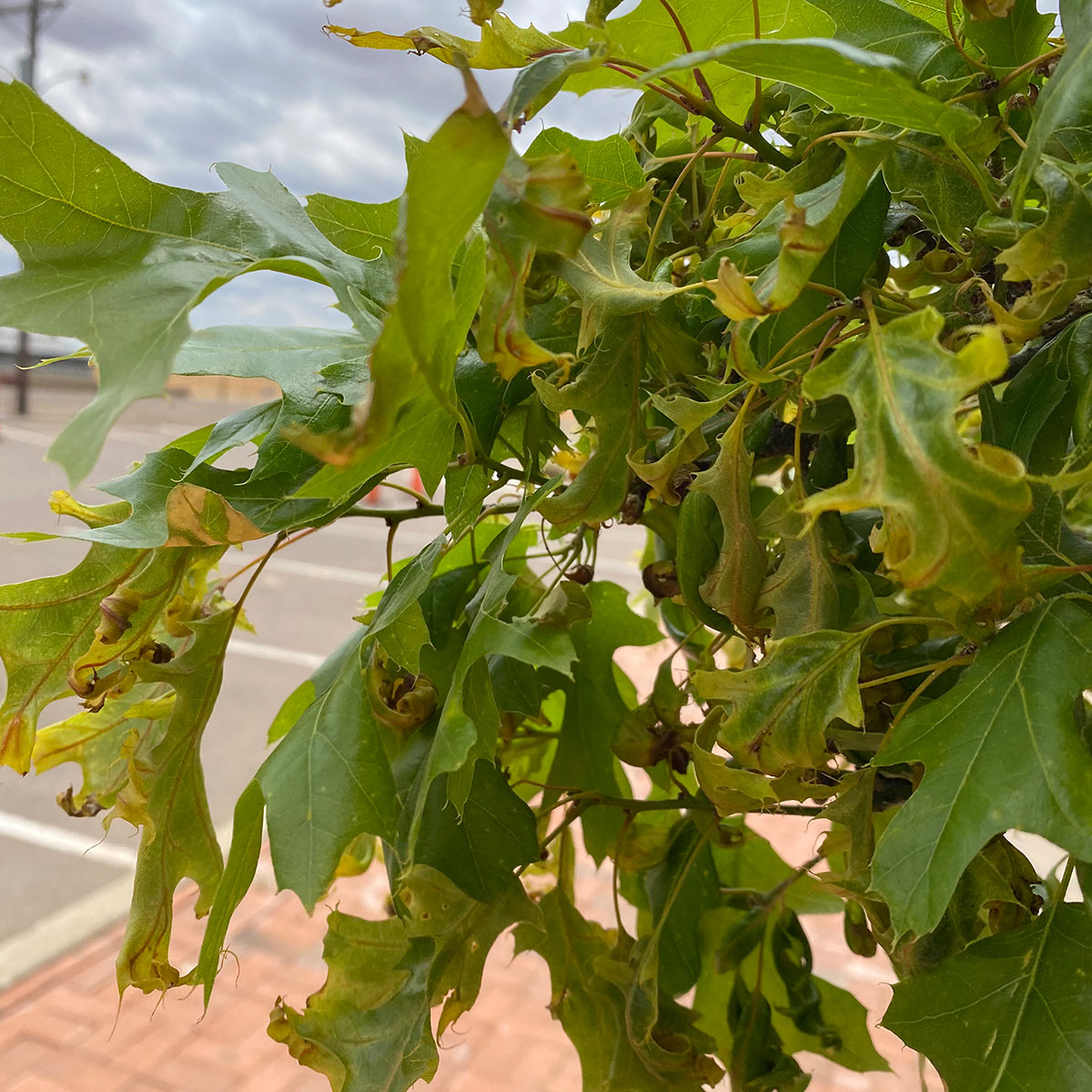 How Lawn Herbicides Damage Your Trees - Hildebrandt Tree Tech